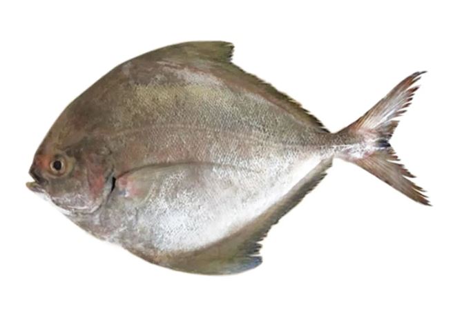 5 Jenis Ikan Pantang Bagi Penderita Gerd Dan Ekzema – Dr Hafiz Sulaiman